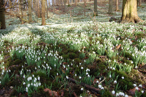 Snowdrops Little Walsingham Priory – Gardener's Cottage Blakeney